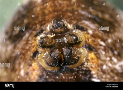 Cross Orbweaver European Garden Spider Cross Spider Araneus Diadematus Female Spinnerets