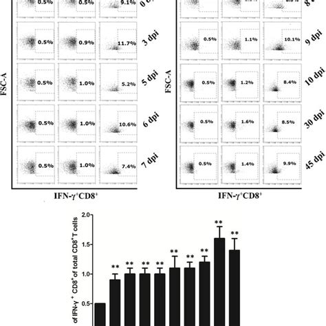 Ifn γ Expression In Cd8 T Cells Stimulated With Synthesized T Download Scientific Diagram