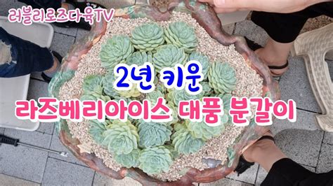 라즈베리아이스 대품 이웃님과 분갈이💕 마감토는 화장발💕 Youtube