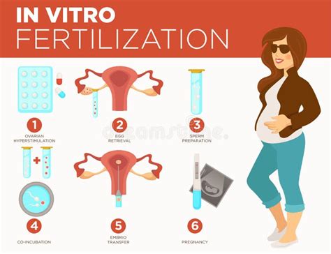 Ovarian Stimulation Stock Illustrations 165 Ovarian Stimulation Stock Illustrations Vectors
