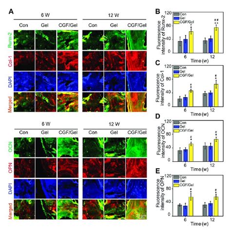 A Immunofluorescence Staining Of Bone Tissue In The Critical Size Download Scientific Diagram
