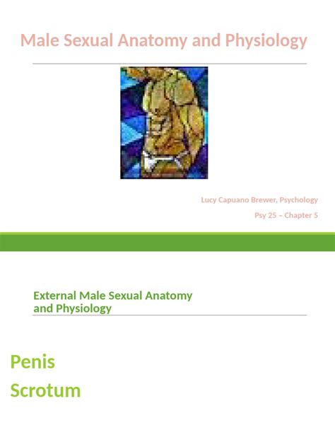 Male Sexual Anatomy And Function Guide Pdf Ejaculation Testicle