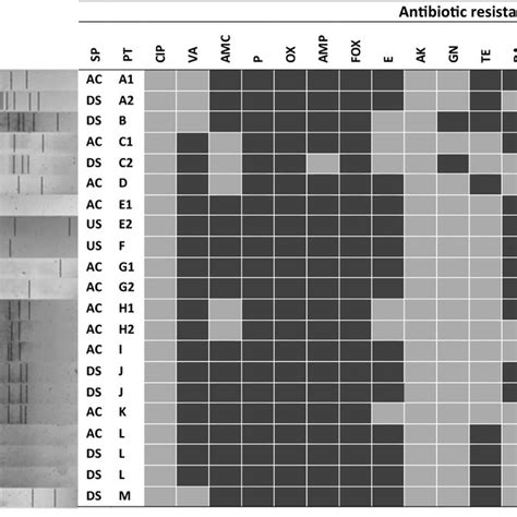 Pfge Based Dendrogram Antibiotic Resistance Profiles And Source Of