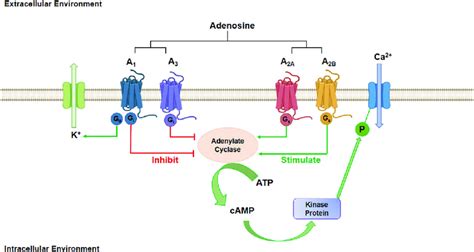 Schematic Representation Of Adenosine Receptors In Normal Download Scientific Diagram