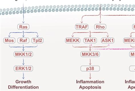 Mapk Signaling Antibody 고마바이오텍