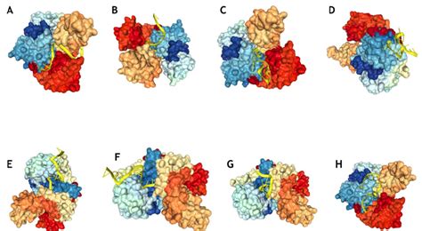 3d Visualization Of Interaction Between Selected C1qa Sirnas A Through