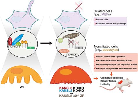 Nsl Complex Mediated Regulation Of Ift Genes Exhibits A Bifurcation Of Download Scientific