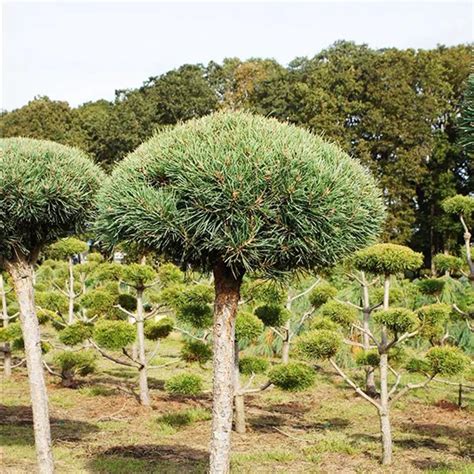 Dwarf Blue Scots Pine Tree Form For Sale Online The Tree Center