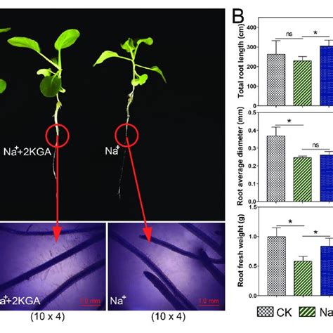 Root Morphology And Indexes For Each Experimental Group The Download Scientific Diagram