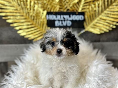 Pomapoo Dog Female Black And White 3443803 The Barking Boutique