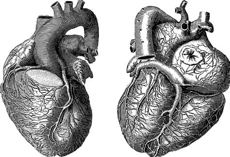 Research In Estonia On Linkedin Cutting Edge Imaging Unravels Sex
