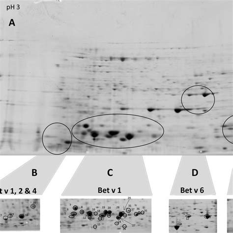 2 D Maps Of Birch Pollen Extract A Ph 310 Entire Protein Profile