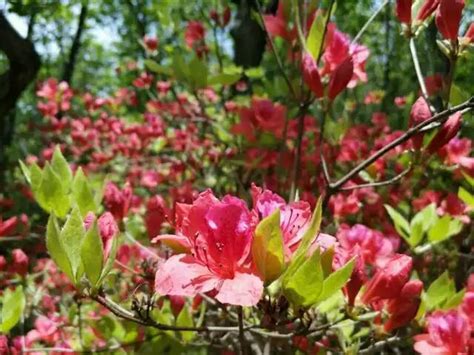 杜鵑花開盛請你來 每日頭條