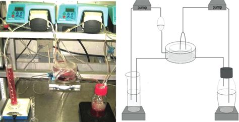 The Placental Perfusion Set Up Download Scientific Diagram