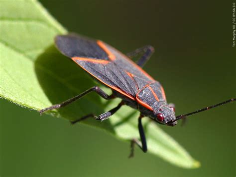Maple Leaf Cutter Bug