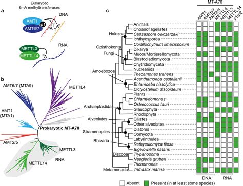 Adenine Dna Methylation Associated To Transcription Is Widespread Across Eukaryotes Biorxiv
