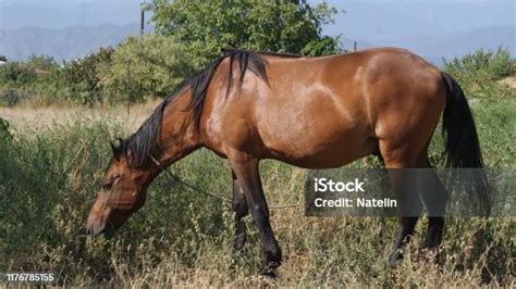 화창한 여름날 푸른 초원에서 수분이 많은 잔디를 먹는 갈색 말 조지아 카케티 가축에 대한 스톡 사진 및 기타 이미지 가축 갈기 갈색 Istock