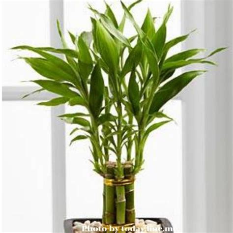 10 ไอเดียเลือกของขวัญมอบให้ผู้ใหญ่ สร้างความประทับใจได้ในทุกๆวาระโอกาส