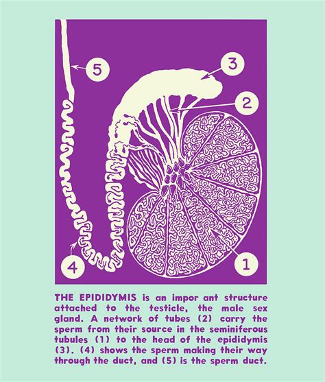 Science Diagram 1 Drawing By Csa Images Pixels Merch
