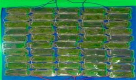 ALGAE PANEL The Kid Company