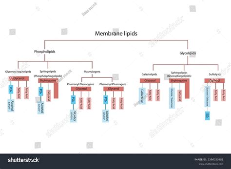 Diagram Showing Classification Lipids Storage Lipids Stock Vector Royalty Free
