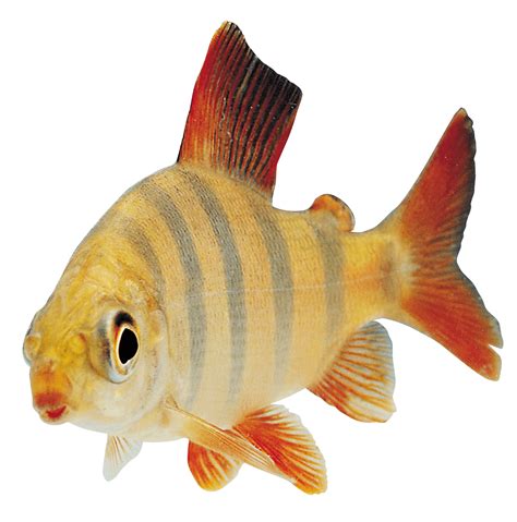Fish Png 79495 1440x1458 Pixel