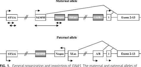 Table 1 From Pseudohypoparathyroidism Diagnosis And Treatment Semantic Scholar