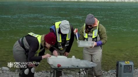 Bc Attempts To Facilitate Discussions With Us On Selenium