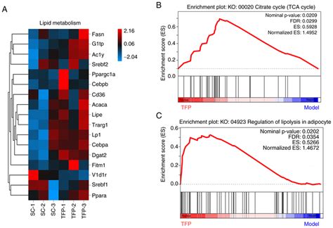 Rna Sequencing Analysis Confirms The Effect Of Tfp On Lipid Metabolism