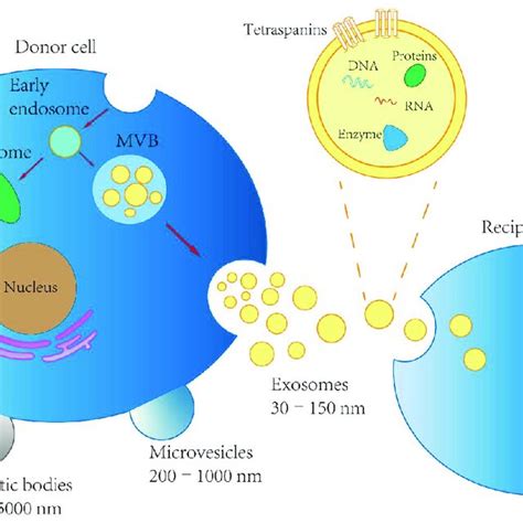 Conventional Isolation Method For Exosomes Download Scientific Diagram