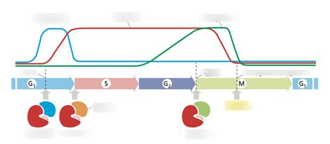 cyclin cdk complexes of the cell cycle control system diagram quizlet