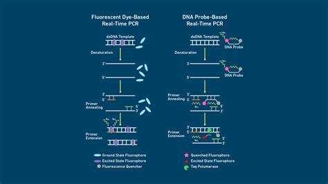 Real Time Pcr Sybr Green