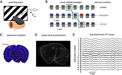 Overview Of Visual Oddball Paradigm And Data Collection Methods A Download Scientific Diagram