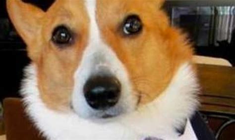 Lawyer Corgi Meme