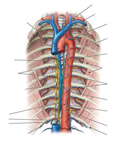 Diagram Of Structures Within The Mediastinum 1 0 Quizlet