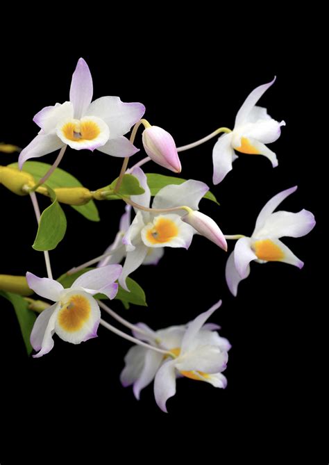 Dendrobium Findlayanum Hengduan Biotechnology