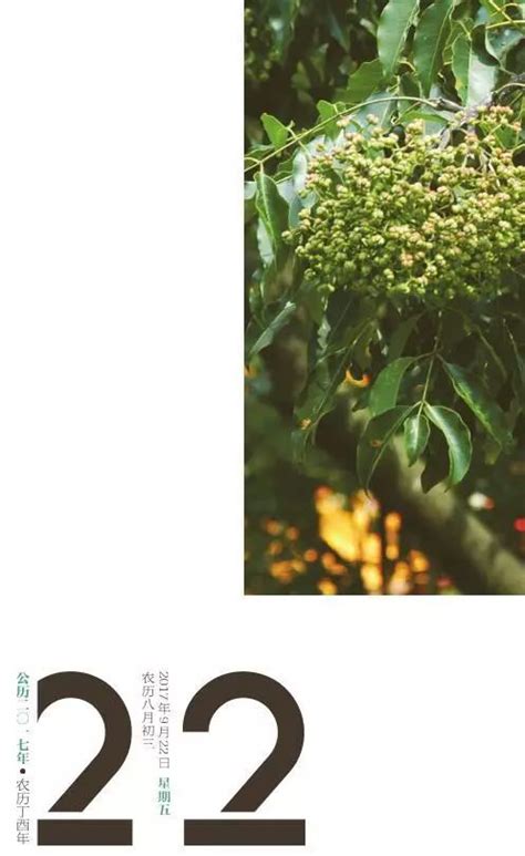 9月22日 楝叶吴茱萸 深圳植物日历