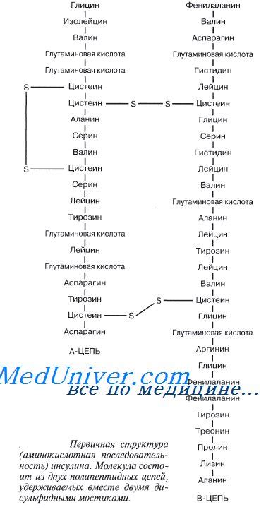 Размеры белков. Классификация белков. Первичная структура белков.