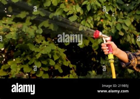 Watering The Tree Water Injection Through A Rubber Tube Watering Plants In The Yard Female