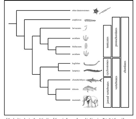 Figure 1 From The Evolutionary Origins Of The Vertebrate Olfactory
