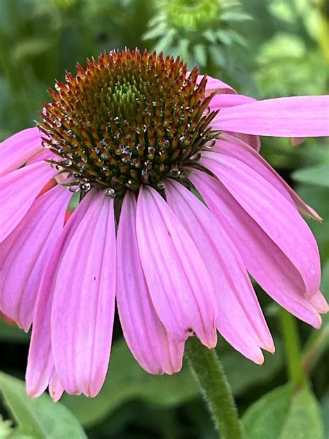 How To Harvest Coneflower Seeds Echinacea Single Girls Diy