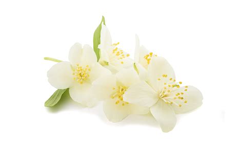 섹스를 더욱 고조시켜줄 향기 재료 Top 4