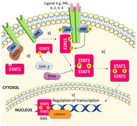 Activation Of Jak Stat5 Signalling A Upon The Binding Of Ligands Download Scientific Diagram