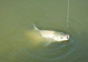 釣草魚走水調漂的正確方法與技巧 釣草魚走水調漂的正確方法與技方法 中國釣魚竿之家
