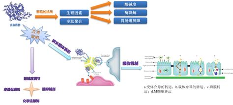 陕西理工大学冯自立教授等 多肽药物口服给药稳定性研究进展 全国化学试剂信息中心 《化学试剂》期刊