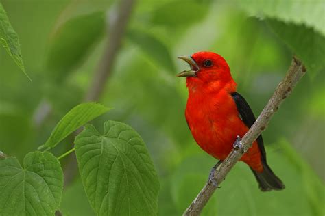 36male Scarlet Tanager Paulrossibirds