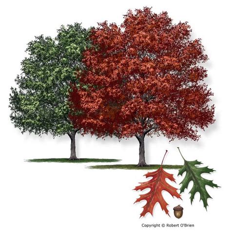 The Role Of Red Oaks In The Oak Wilt Cycle