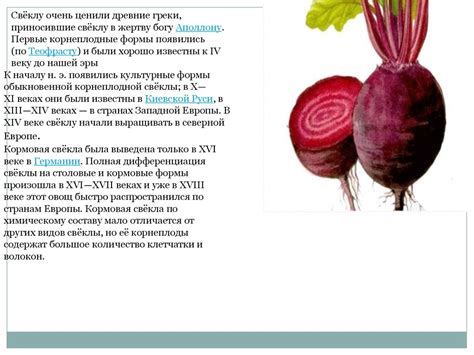 Кормовая и сахарная свёкла презентация онлайн