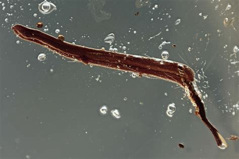 Detailed Fossil Seed Pod In Baltic Amber Rare For Sale FossilEra Com