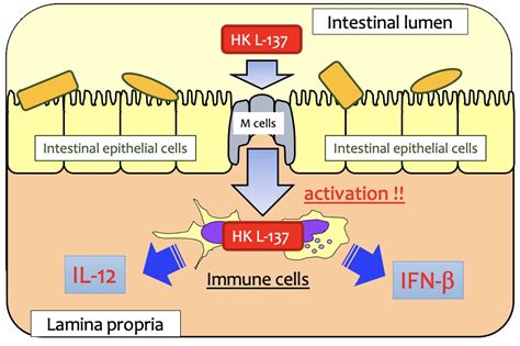 Figure 2 M Cells Dr Michael Murray